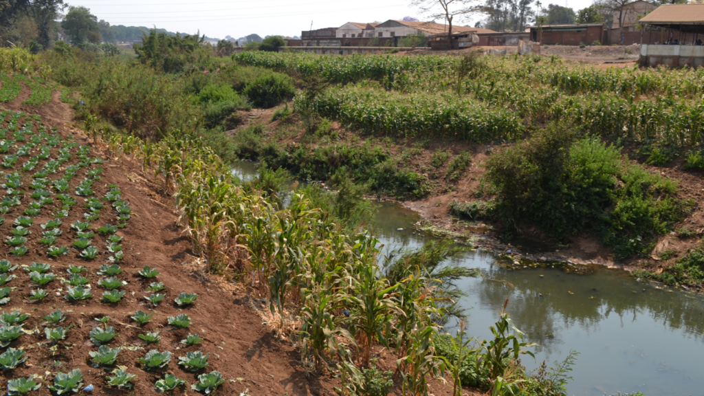 Embedding urban natural assets into local governance - ICLEI Africa